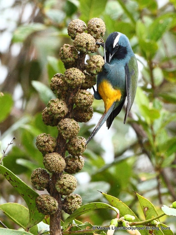 カンムリハナドリ（montium／brevicauda） - eBird
