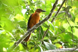Southern Variable Pitohui - Pitohui uropygialis - Birds of the World