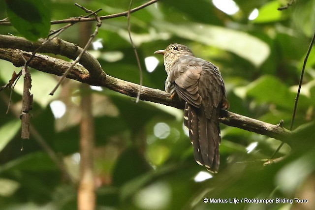 Photos - Olive Long-tailed Cuckoo - Cercococcyx olivinus - Birds of the ...