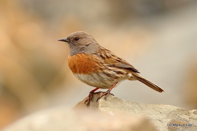 Photos - Robin Accentor - Prunella rubeculoides - Birds of the World