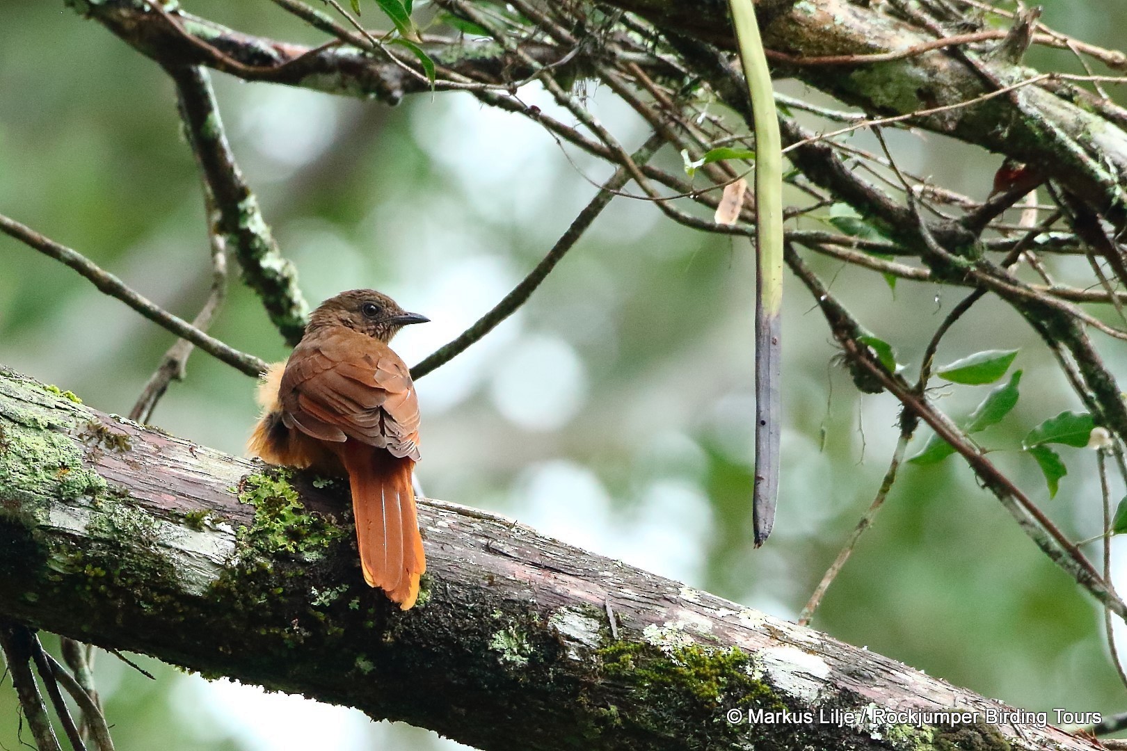 Red-tailed Ant-Thrush (Coastal) - eBird