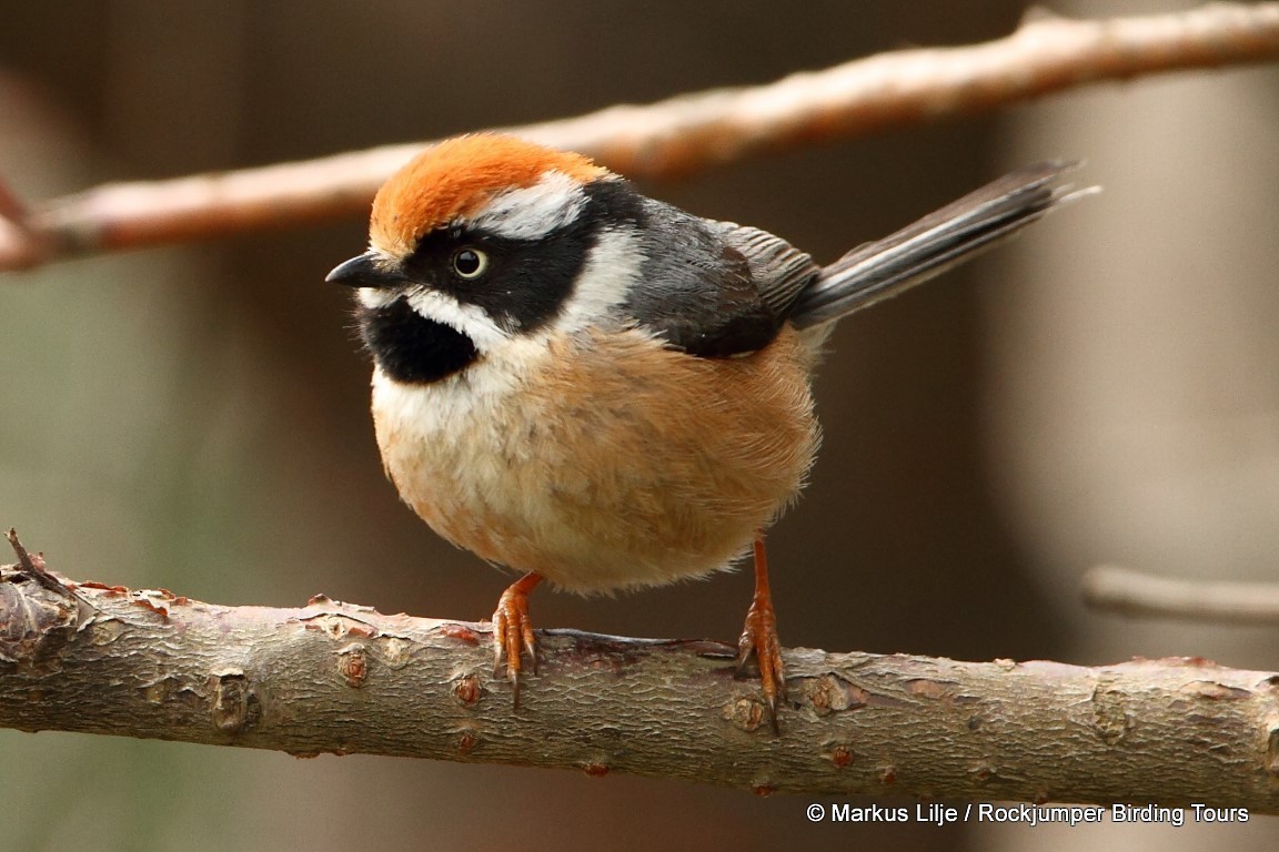 Black-throated Tit (Red-headed) - eBird