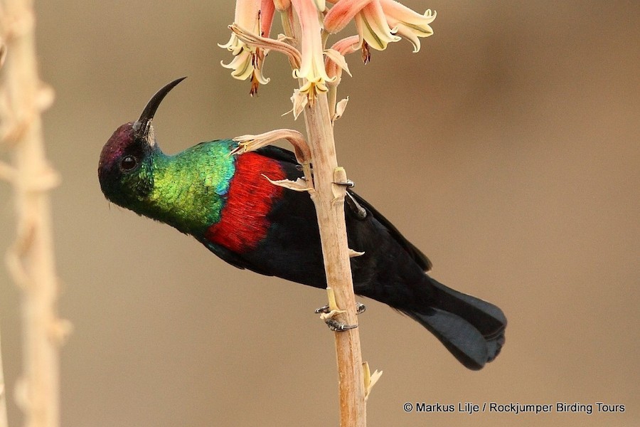 Shining Sunbird - eBird
