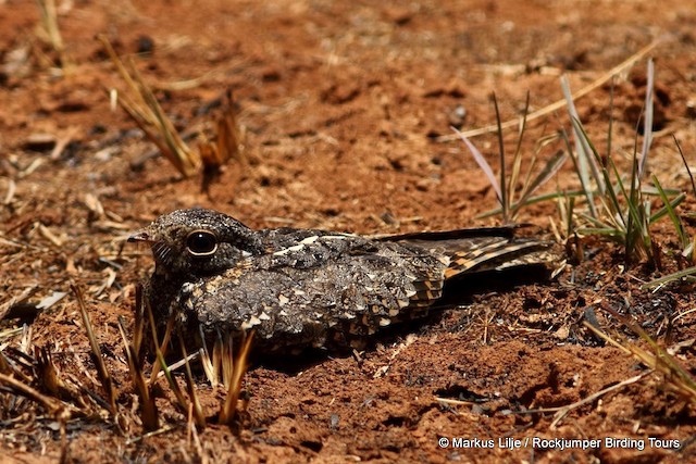 Standard Winged Nightjar Flying