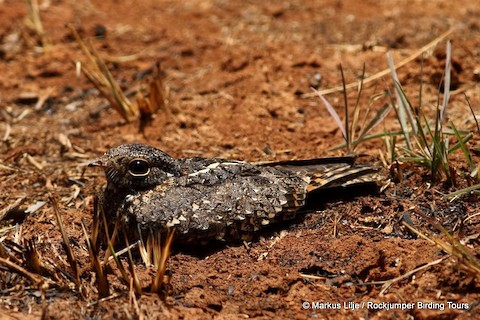 Standard Winged Nightjar