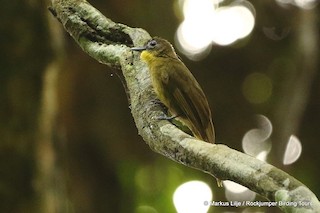 Yellow-bearded Greenbul - Criniger olivaceus - Birds of the World