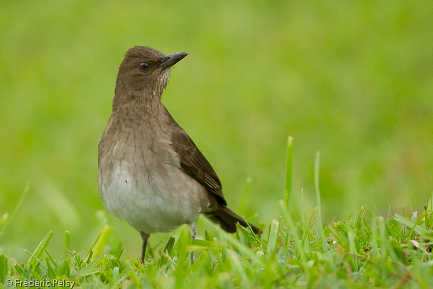 Black-billed Thrush (Drab) - eBird