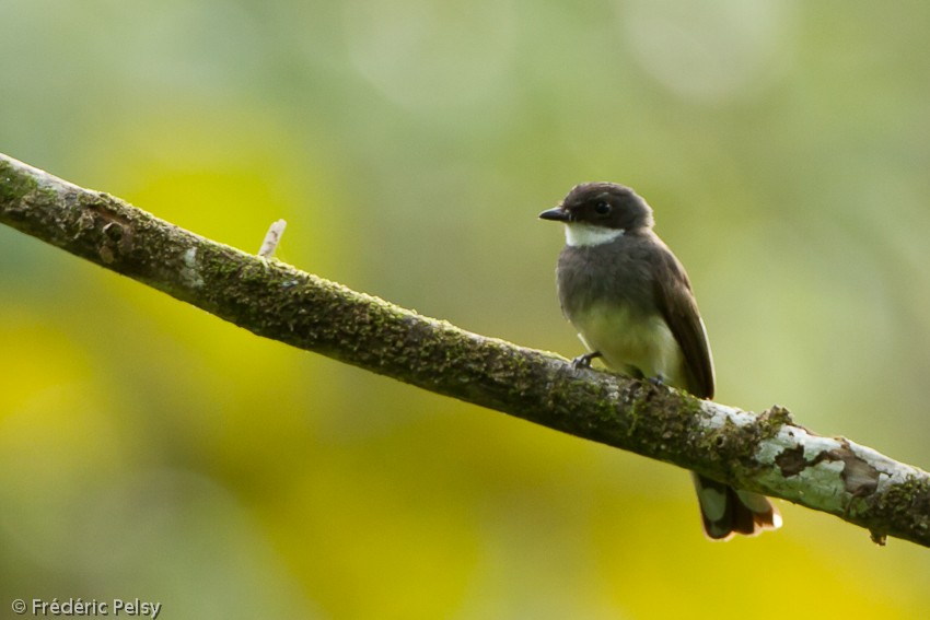 Northern Fantail (Melanesian) - eBird