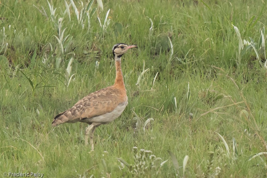 Barrow's Korhaan - eBird