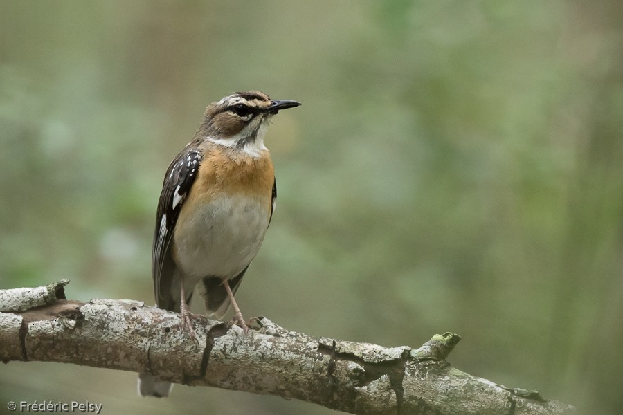 Bearded Scrub-Robin (Bearded) - eBird