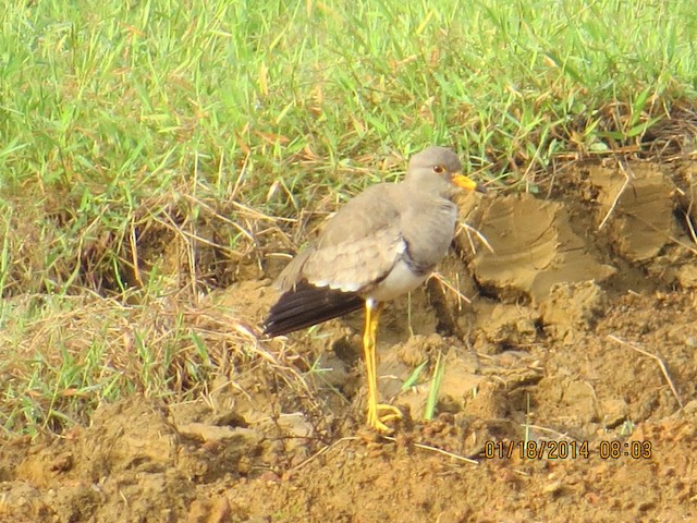 Photos - Gray-headed Lapwing - Vanellus cinereus - Birds of the World