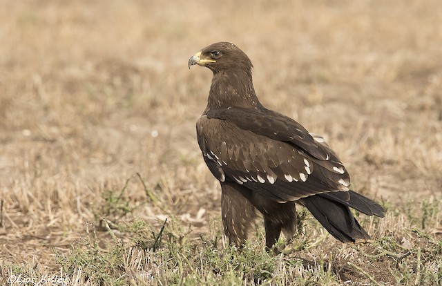 Lesser Spotted Eagle Juvenile