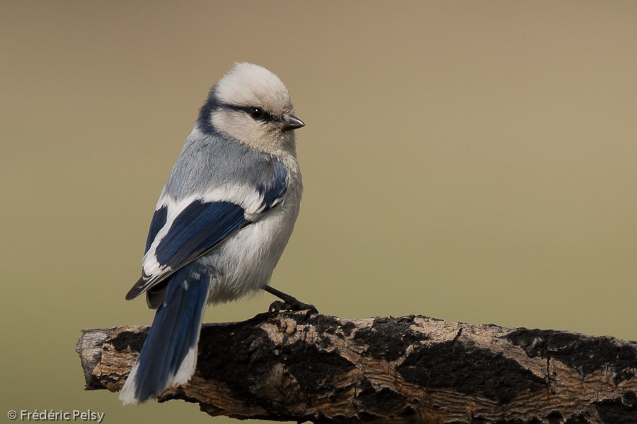 Azure Tit (Azure) - eBird