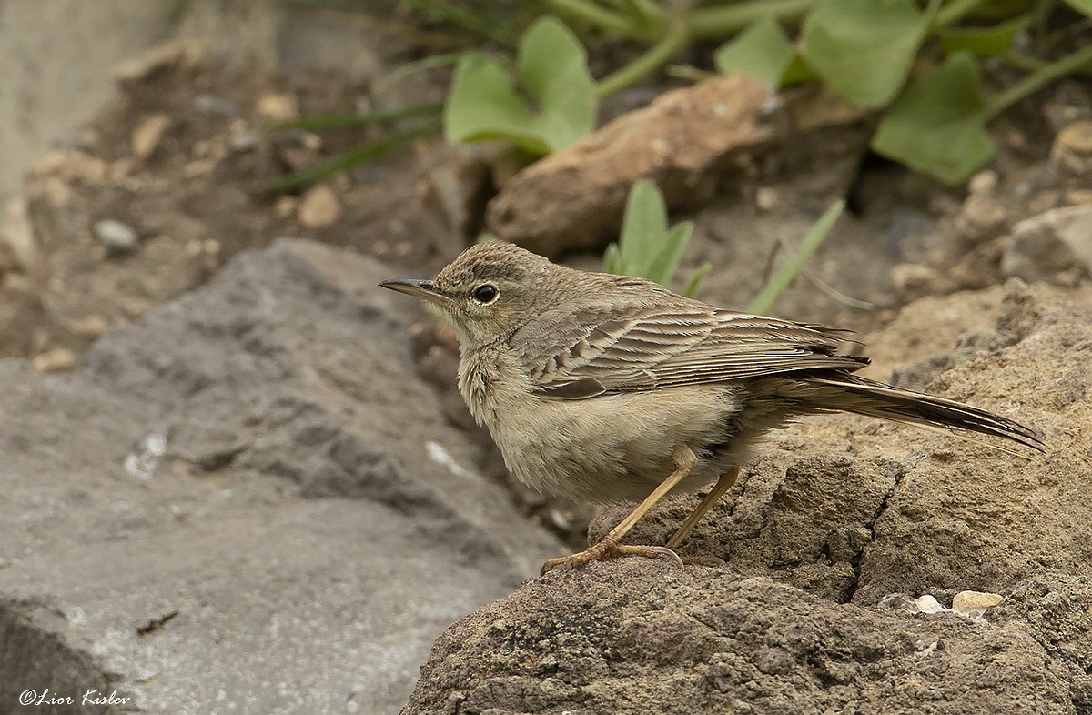 Long-billed Pipit (Middle Eastern) - eBird