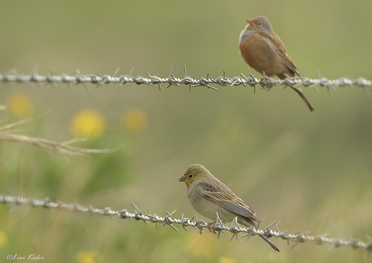 Cinereous Bunting (Western) - eBird