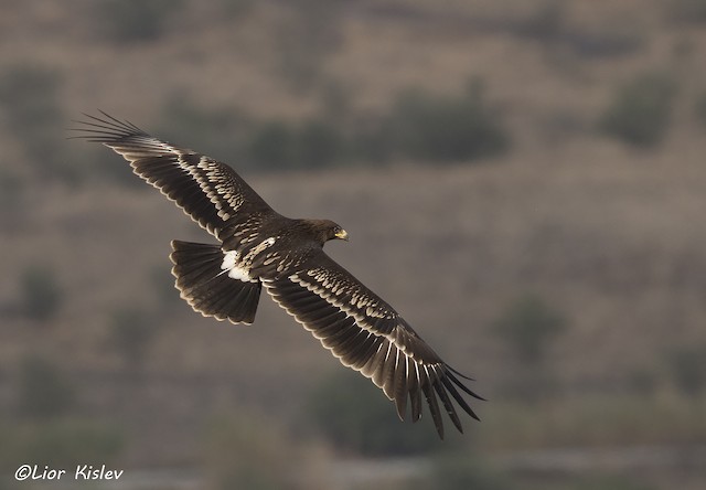 Greater Spotted Eagle Identification