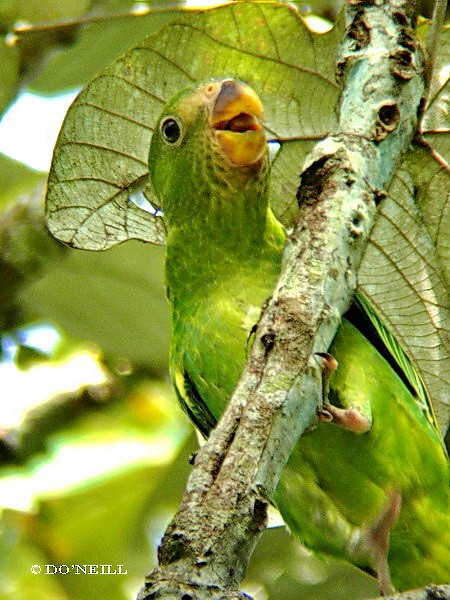 Blue rumped Parrot - History Subspecies Distribution Habitat