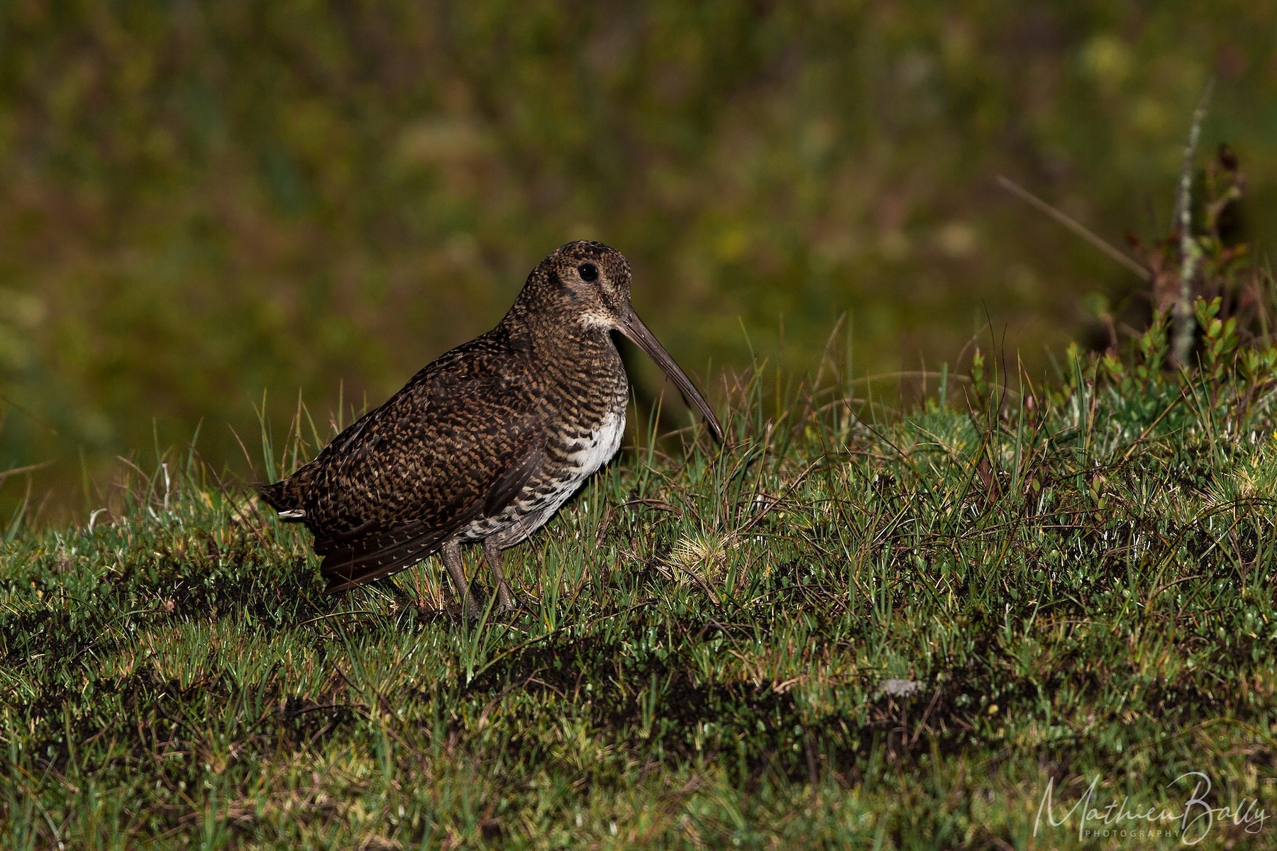 New Guinea Woodcock - eBird
