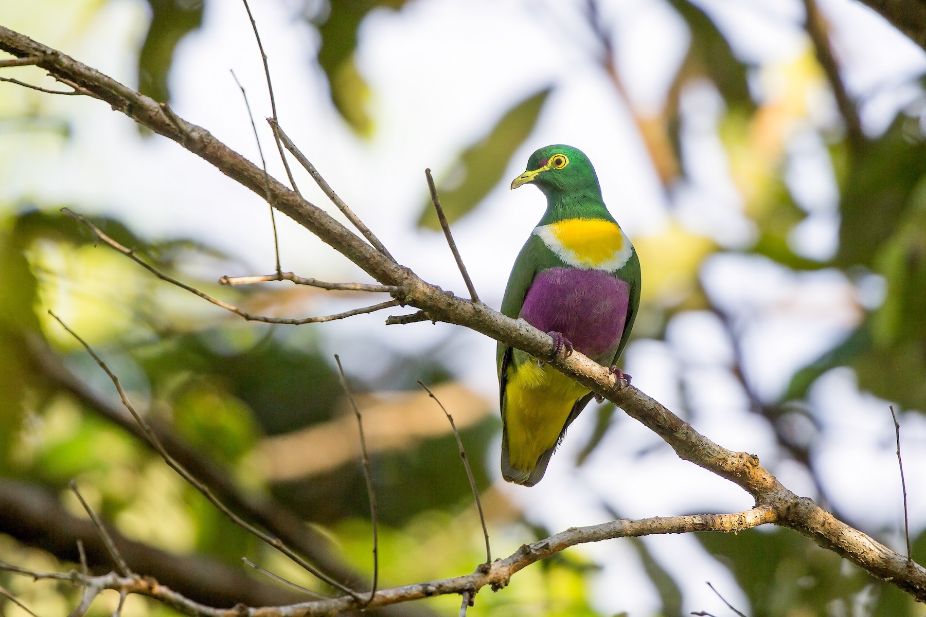Yellow-bibbed Fruit-Dove (Geelvink) - eBird