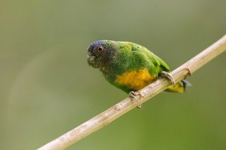 Geelvink Pygmy-Parrot - Micropsitta geelvinkiana - Birds of the World