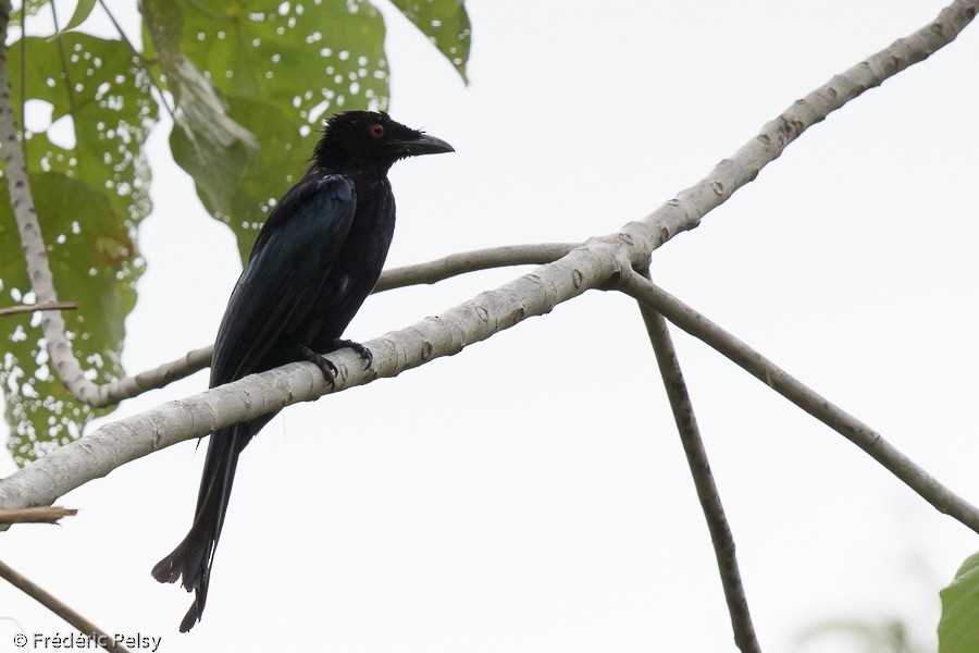 Spangled Drongo (Halmahera) - eBird