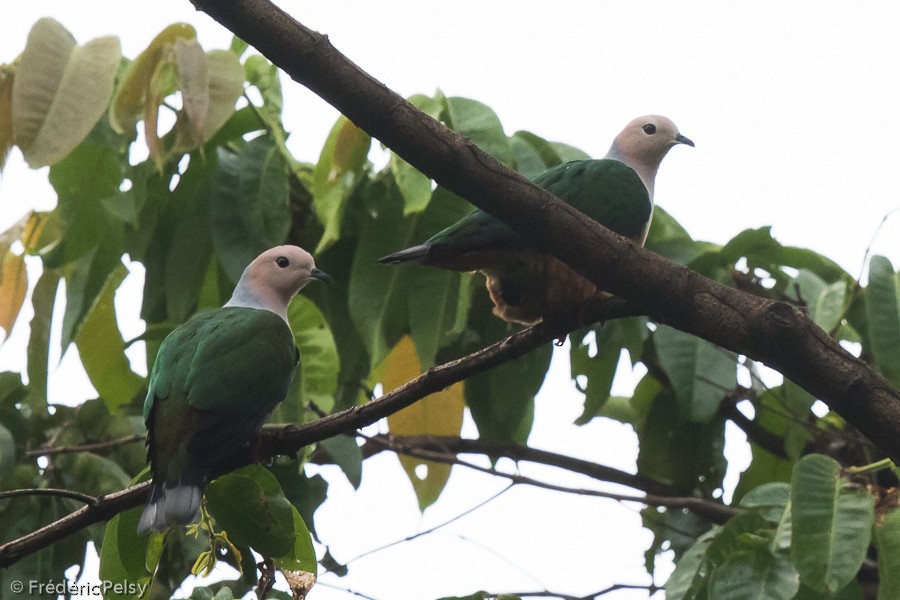 Cinnamon-bellied Imperial-Pigeon (Grey-naped) - eBird