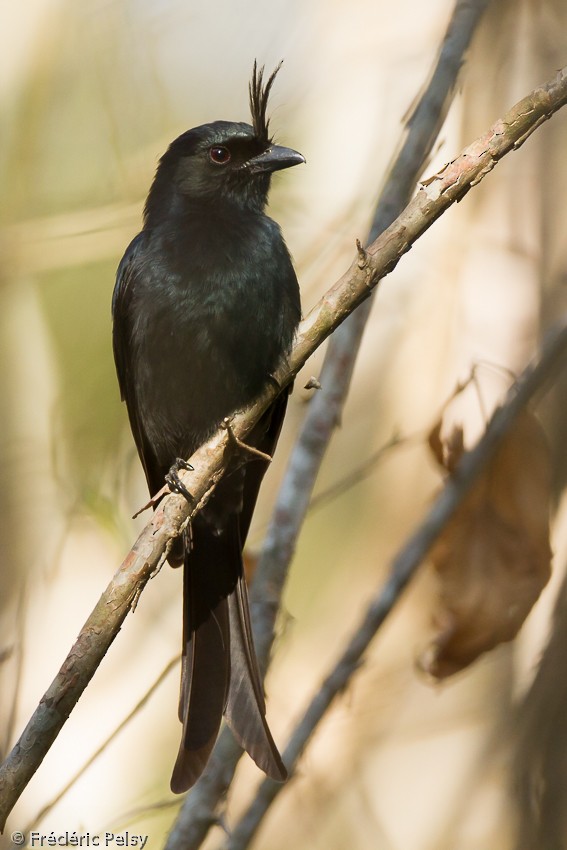 Crested Drongo (Madagascar) - eBird