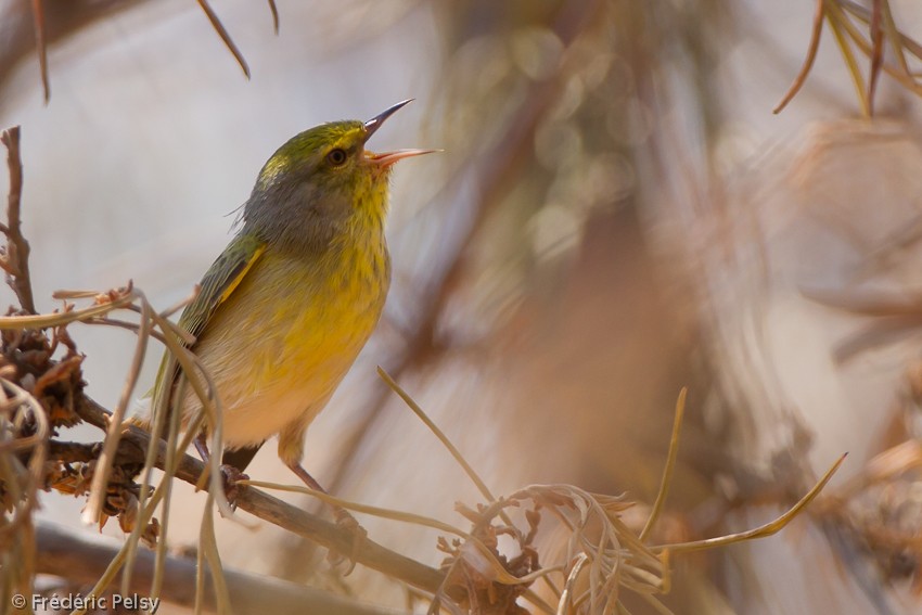 Stripe-throated Jery (Subdesert) - eBird