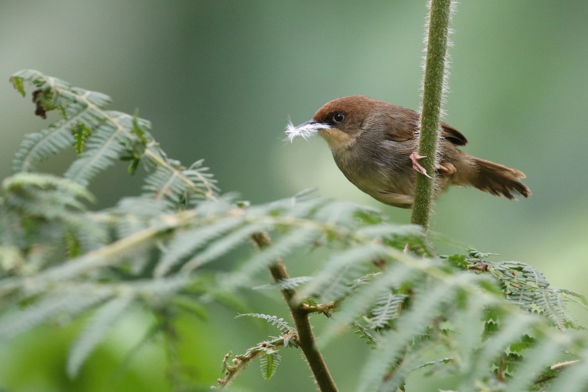 Chubb's Cisticola (Discolored) - eBird