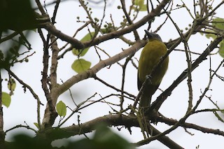 Green-breasted Bushshrike - Malaconotus gladiator - Birds of the World
