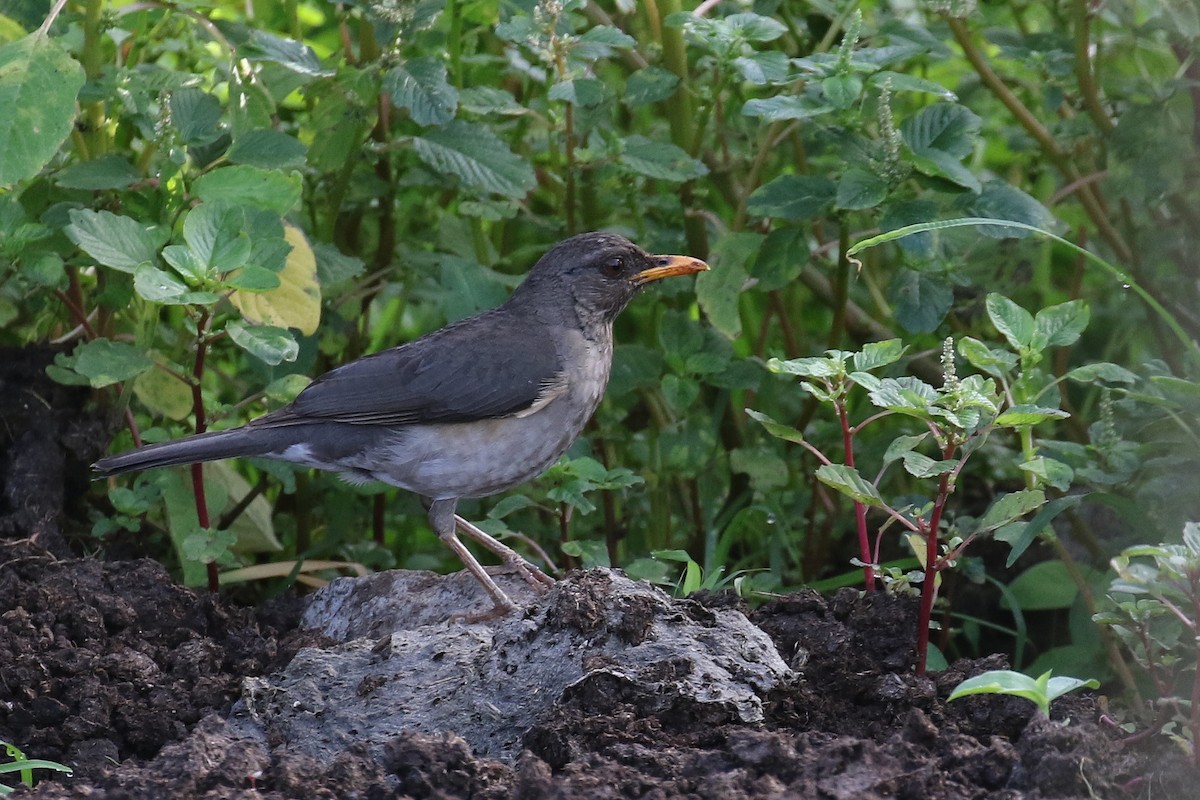 African Thrush (Black-lored) - eBird