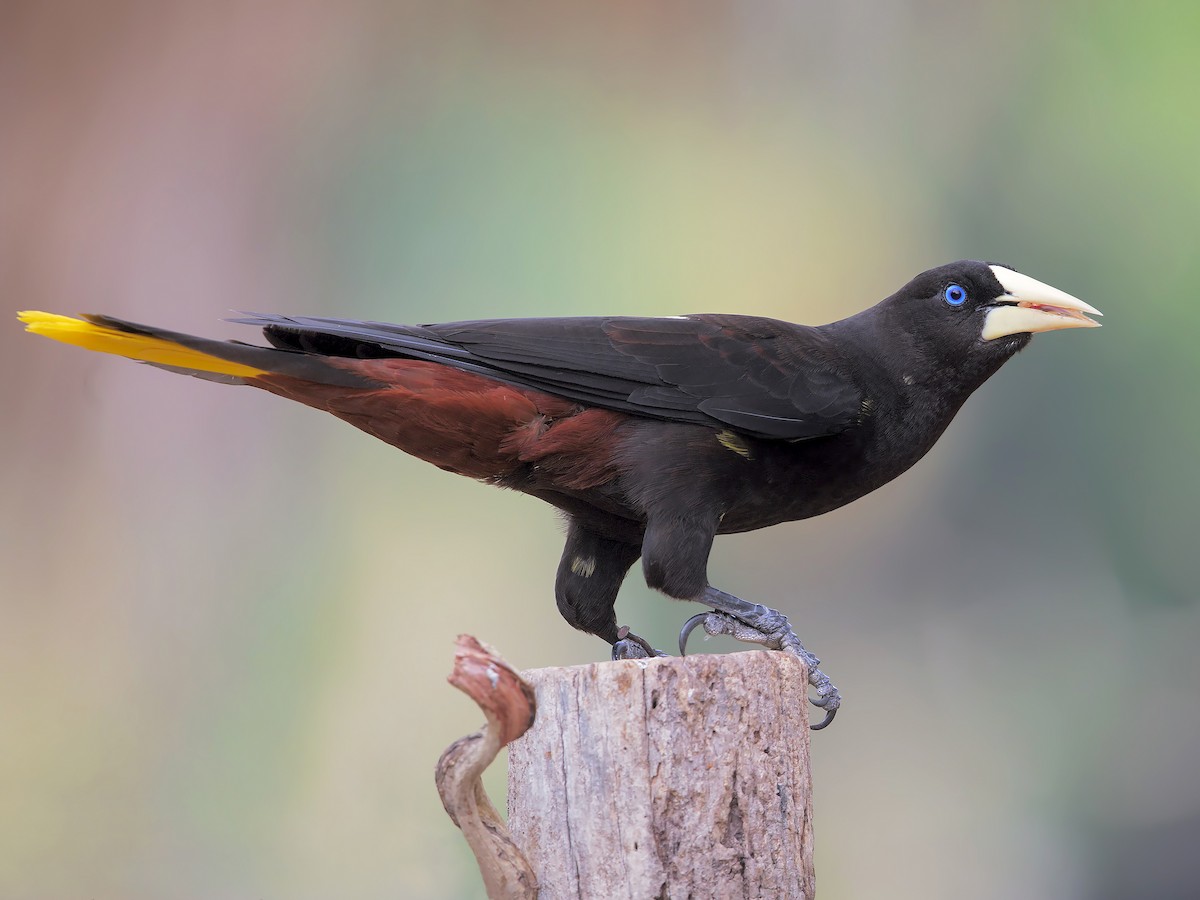 Crested Oropendola - Psarocolius decumanus - Birds of the World