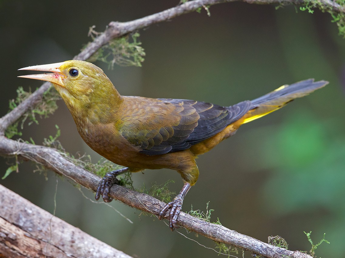 Russet-backed Oropendola - Psarocolius angustifrons - Birds of the World