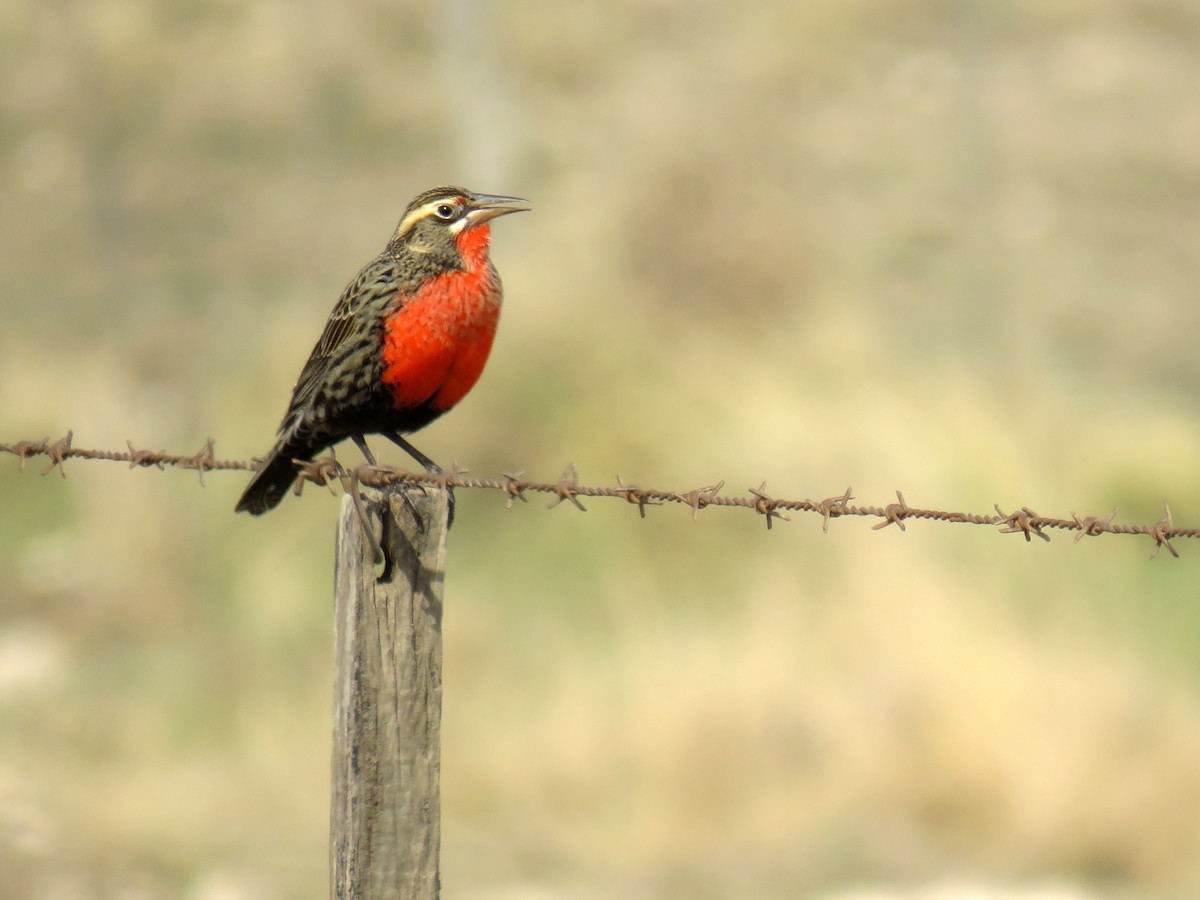 Pampas Meadowlark - Leistes defilippii - Birds of the World