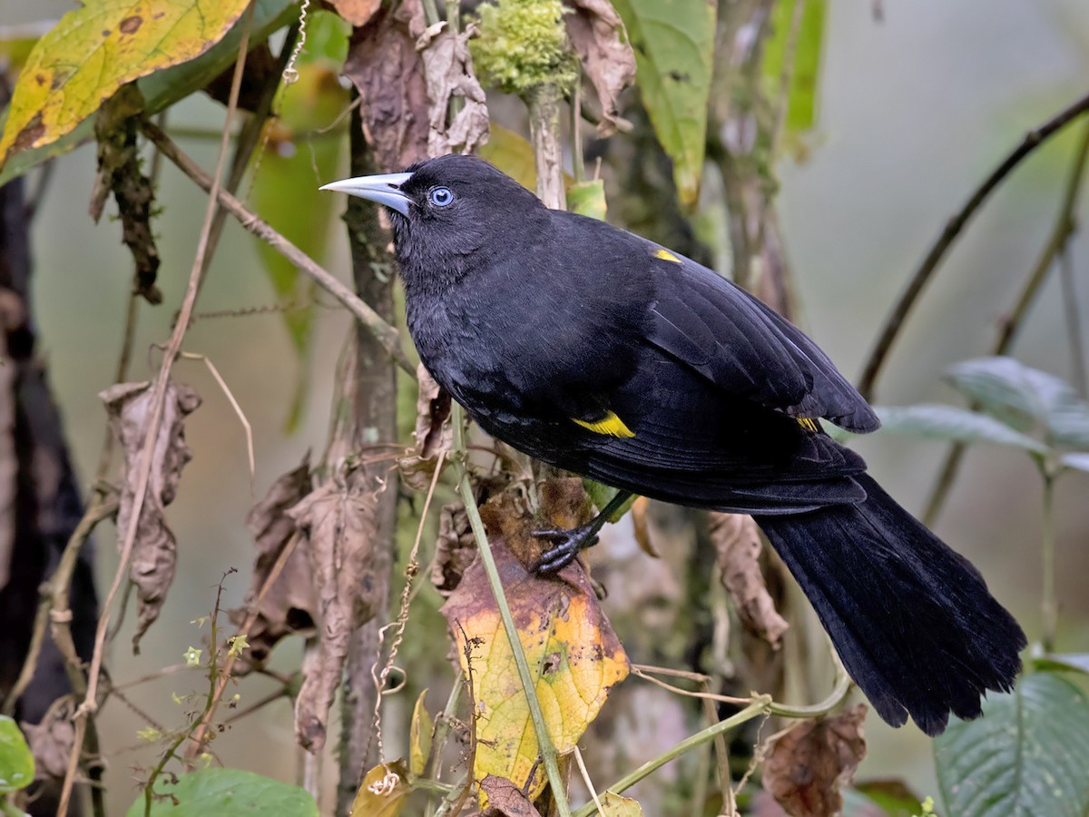 Mountain Cacique - Cacicus chrysonotus - Birds of the World