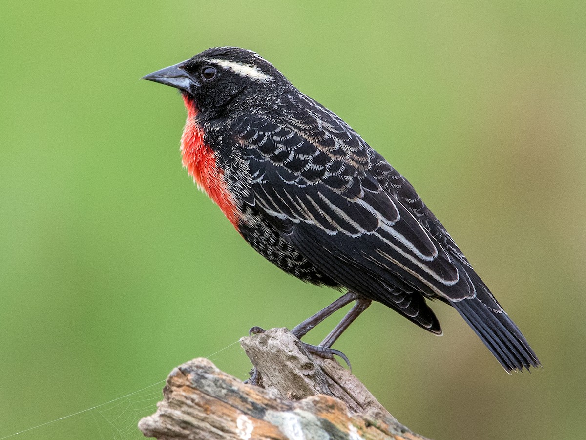 White-browed Meadowlark - Leistes superciliaris - Birds of the World