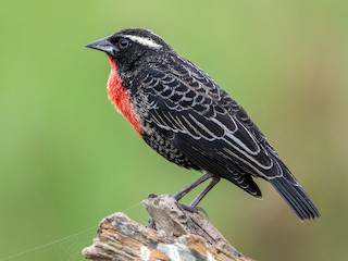 White-browed Meadowlark - Leistes superciliaris - Birds of the World