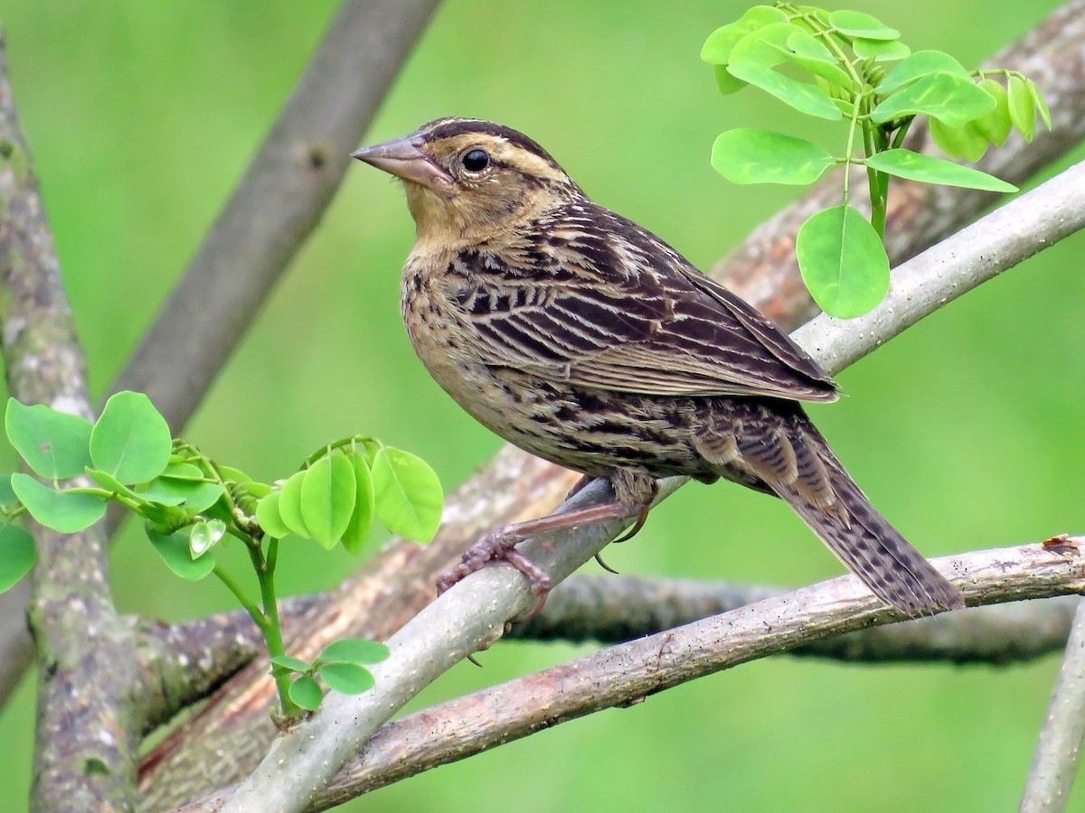 Red-breasted Meadowlark - Leistes militaris - Birds of the World