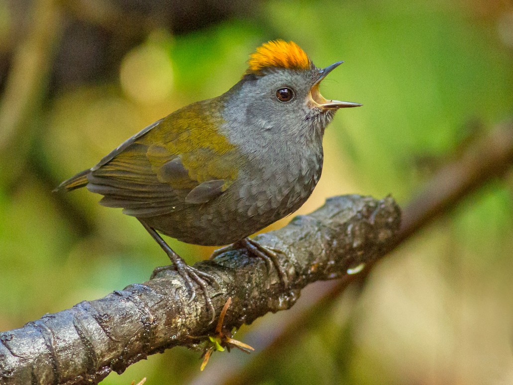 Updates: Cuckoos, Cormorant, Cotinga, and lots more - Birds of the World