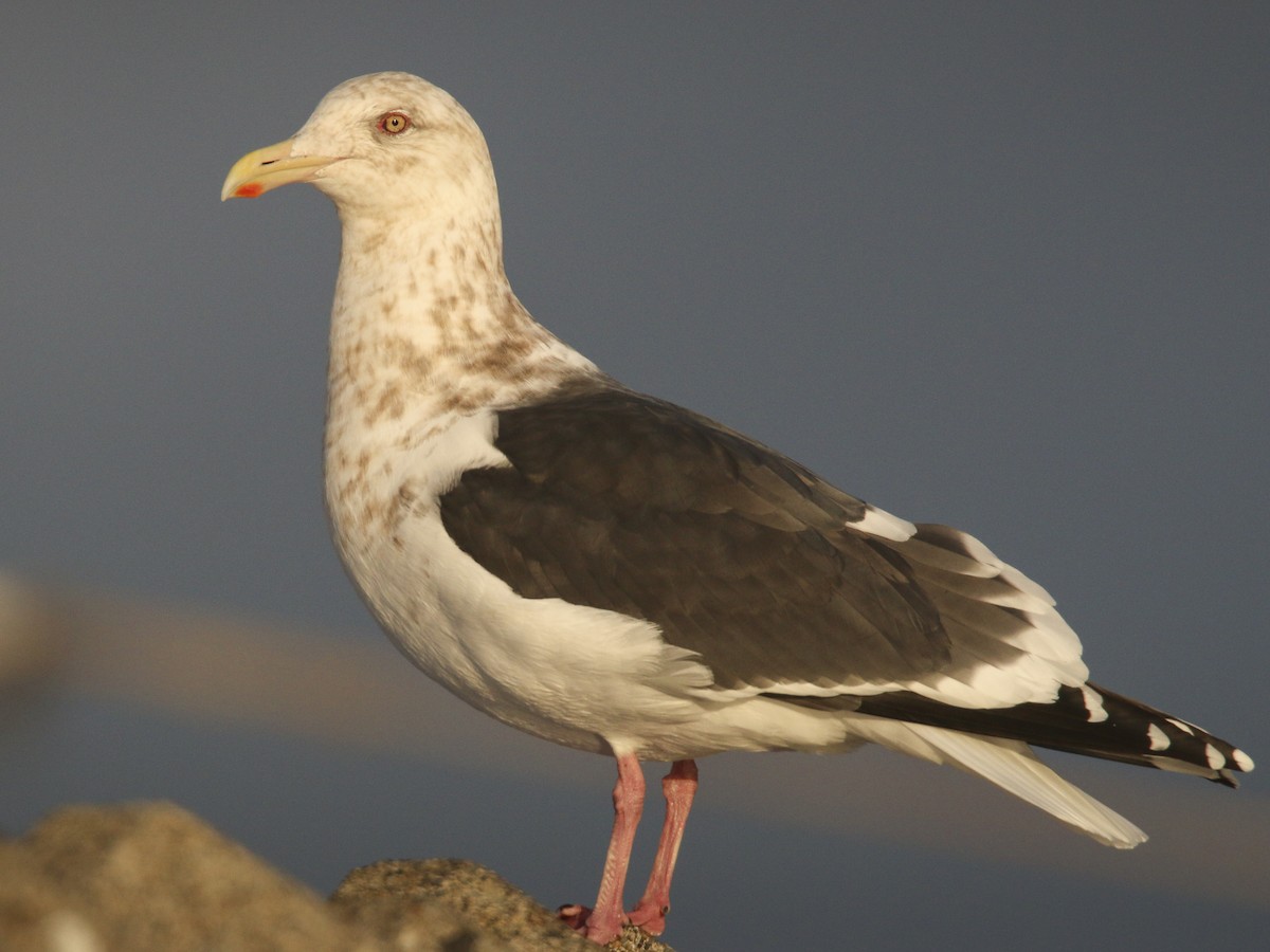 Slaty-backed Gull - Larus schistisagus - Birds of the World