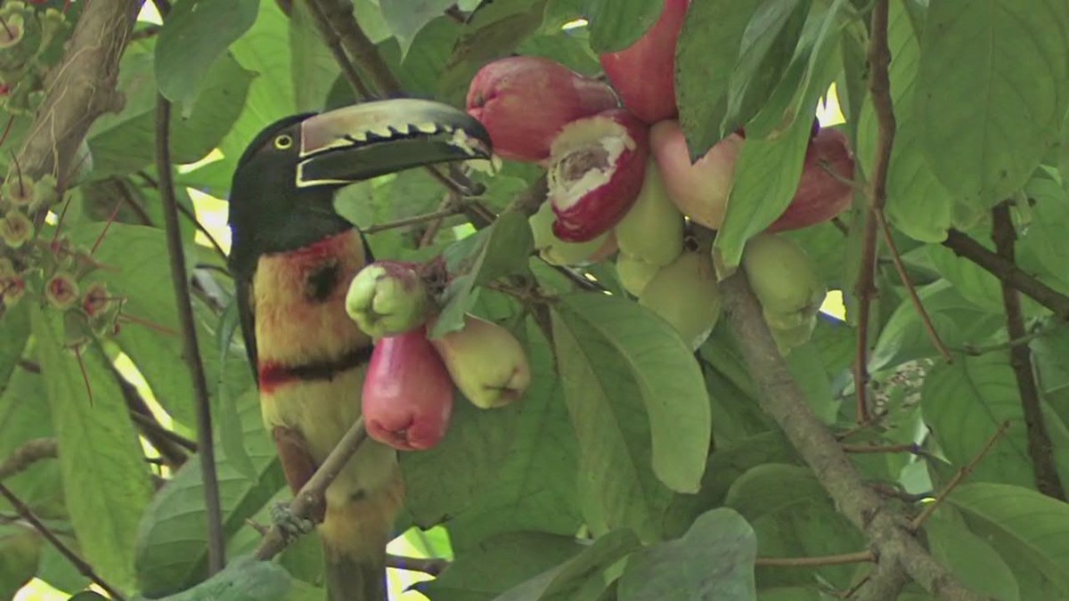 eBird Checklist - 28 Feb 2007 - Tarrales Natural Reserve - 1 species