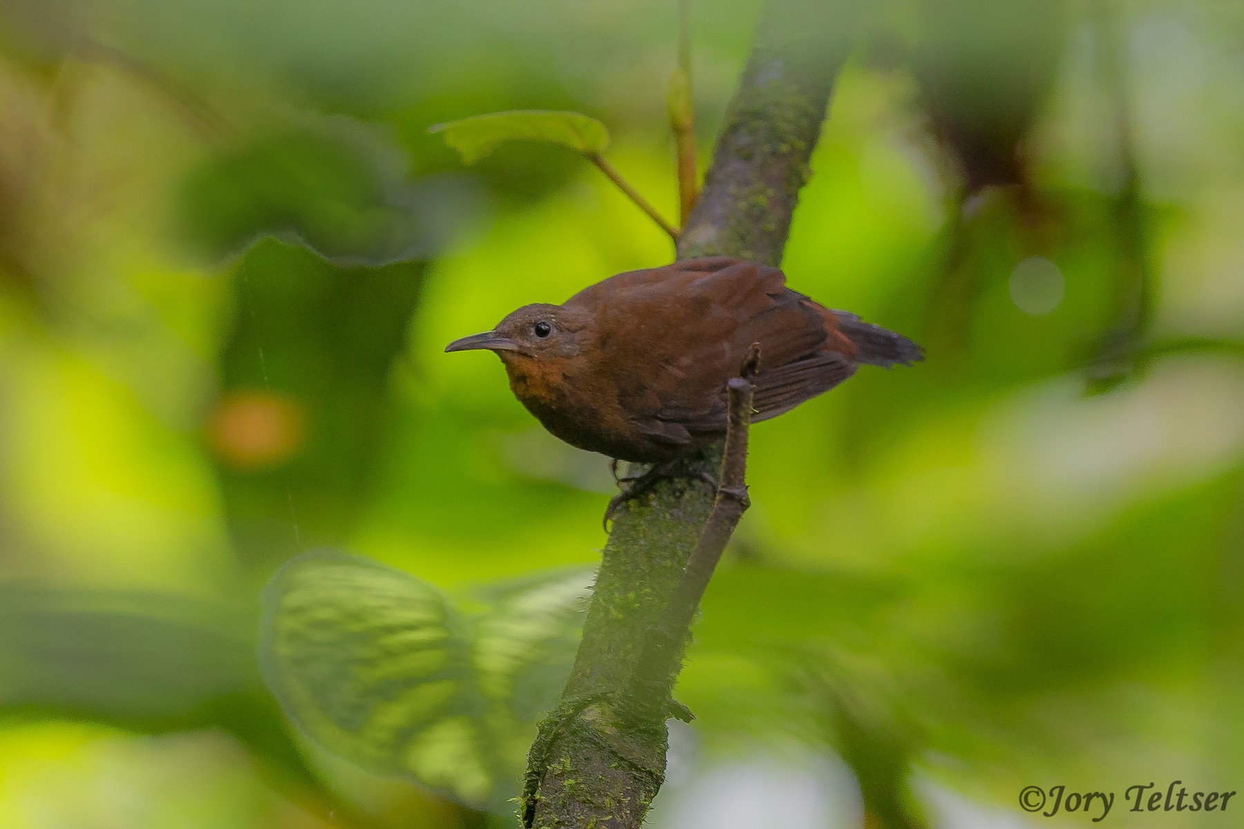 Dusky Leaftosser (Dusky) - eBird