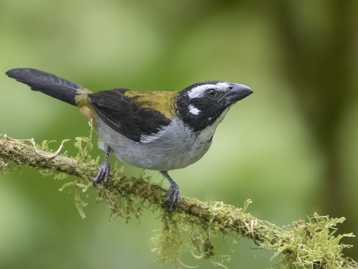 Black-winged Saltator - Saltator atripennis - Birds of the World