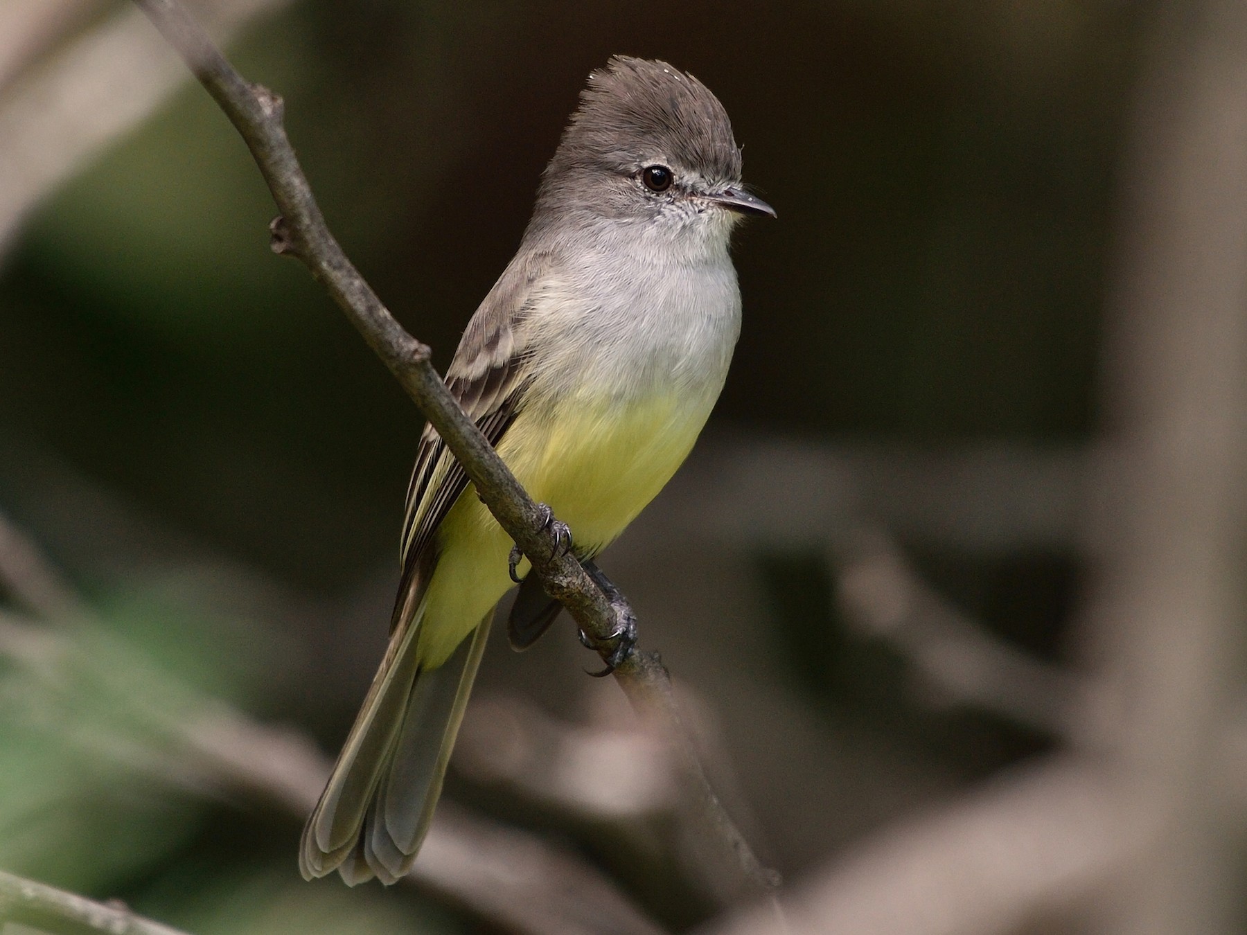 Northern Scrub-Flycatcher - eBird