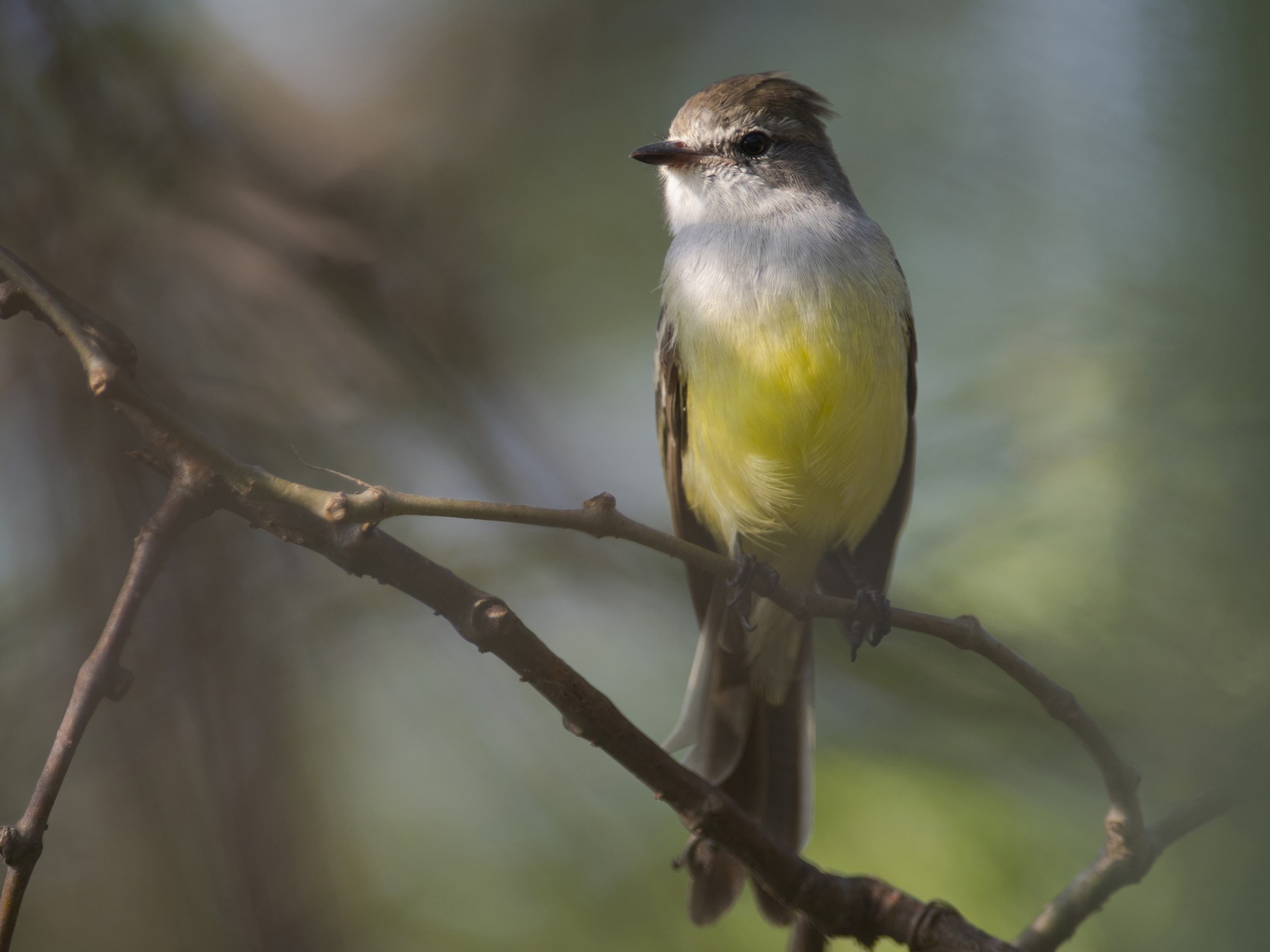 Northern Scrub-Flycatcher - eBird