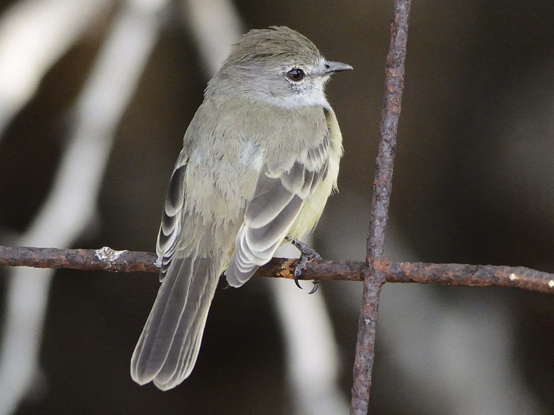Northern Scrub-Flycatcher - eBird