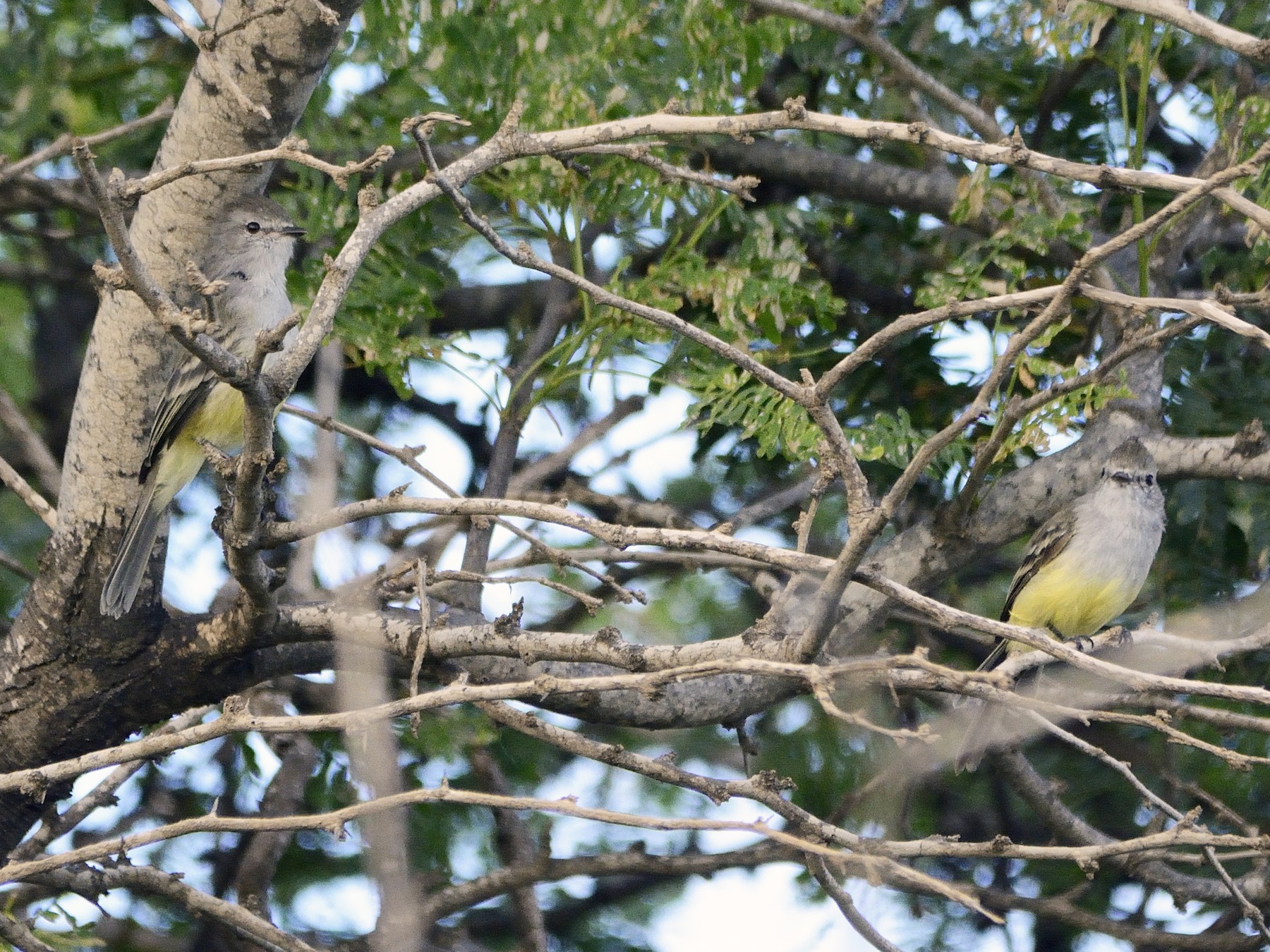 Northern Scrub-Flycatcher - eBird