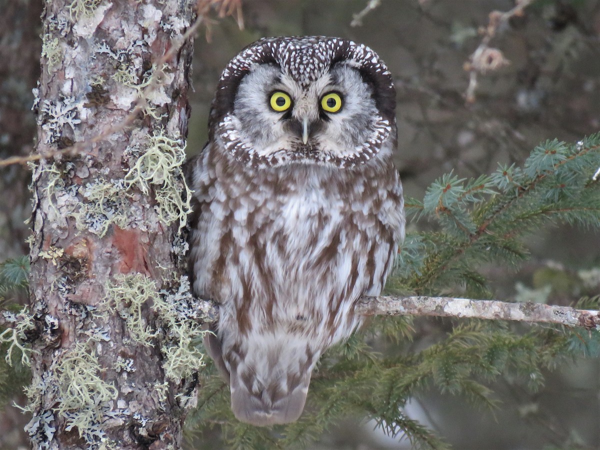 ML206539911 - Boreal Owl - Macaulay Library
