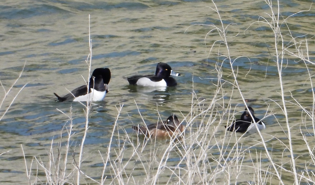 eBird Checklist - 31 Jan 2020 - Lake Piru - 53 species (+2 other taxa)