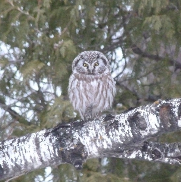 eBird Checklist - 27 Jan 2013 - Castle Danger WTP - 1 species
